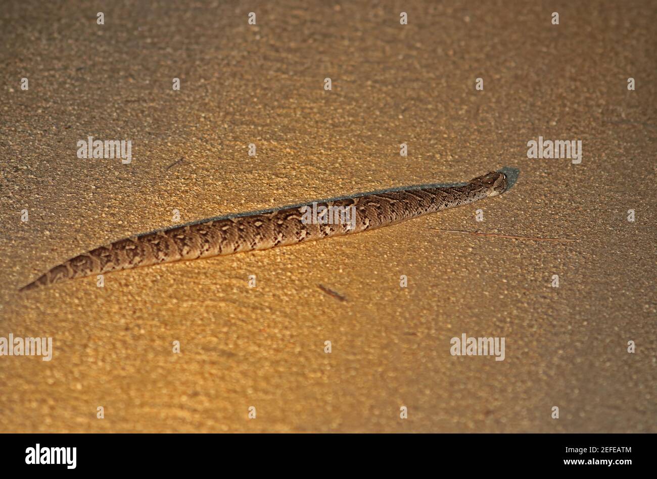 Night adder south africa hi-res stock photography and images - Alamy