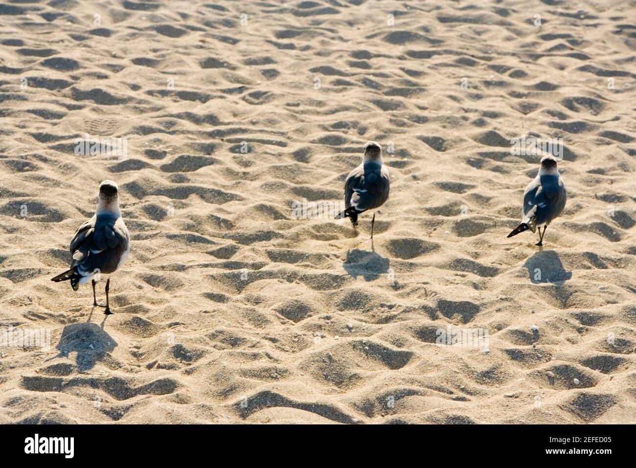 Three animal themes hi-res stock photography and images - Alamy