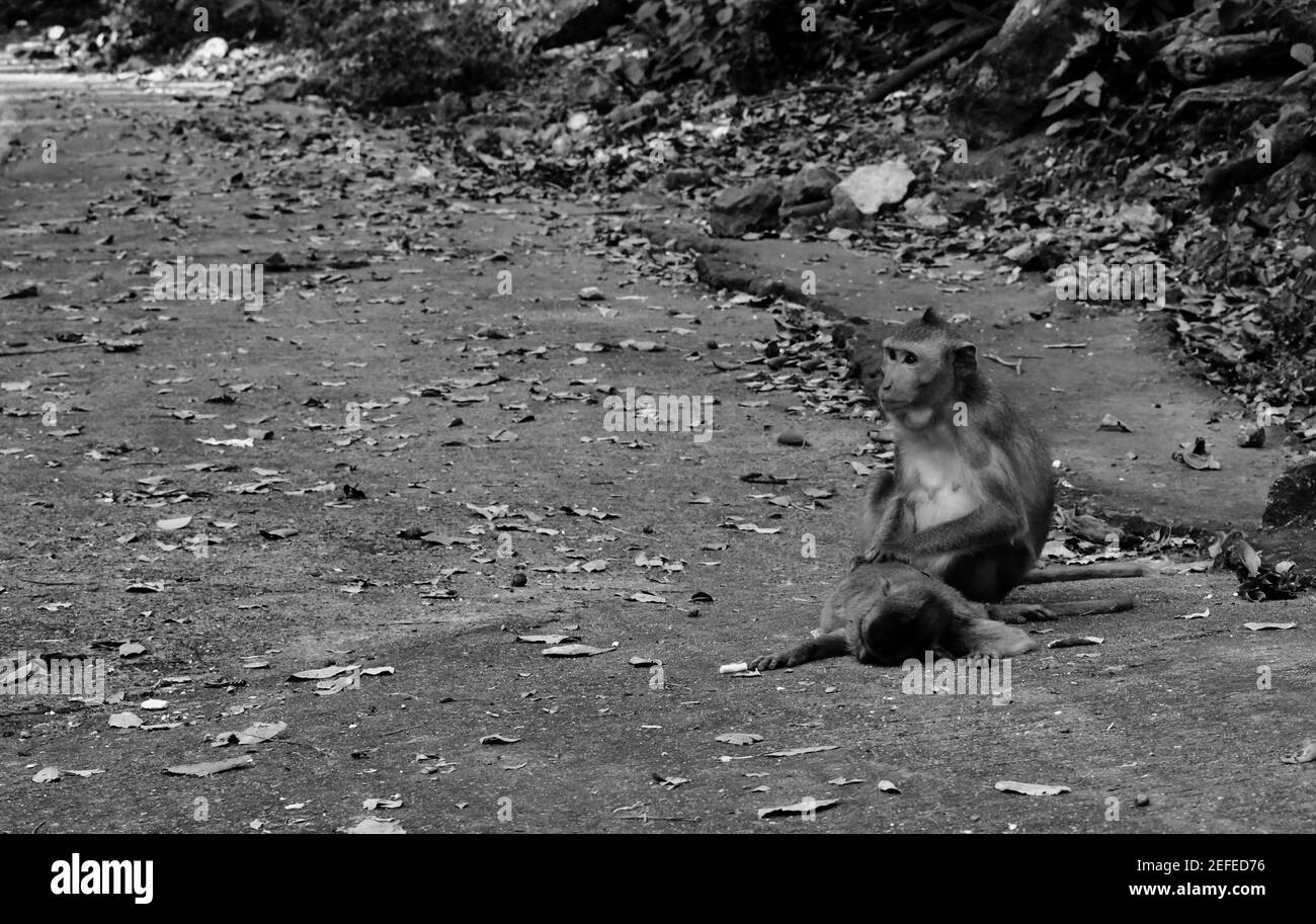long tail macaque monkey mom looking her baby sick and lay down on road ...