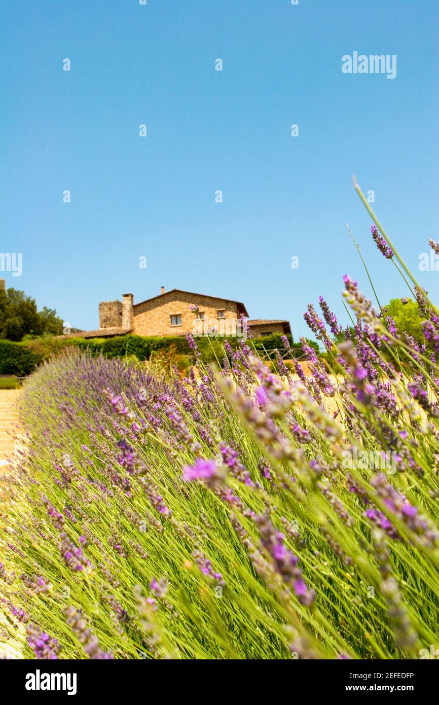 Lavender tuscany italy hi-res stock photography and images - Alamy