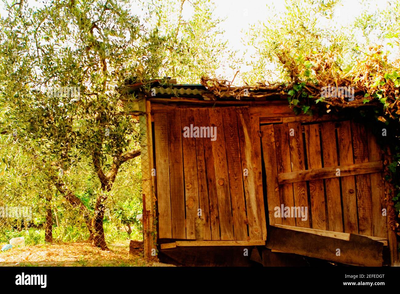 People forest italy hi-res stock photography and images - Alamy