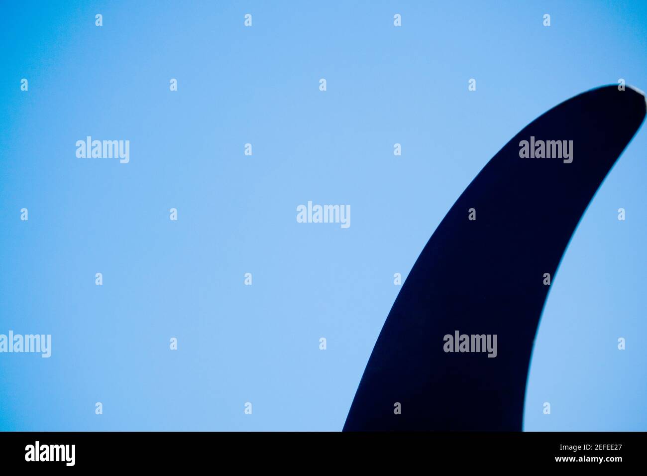 Blue whale fin hi-res stock photography and images - Alamy
