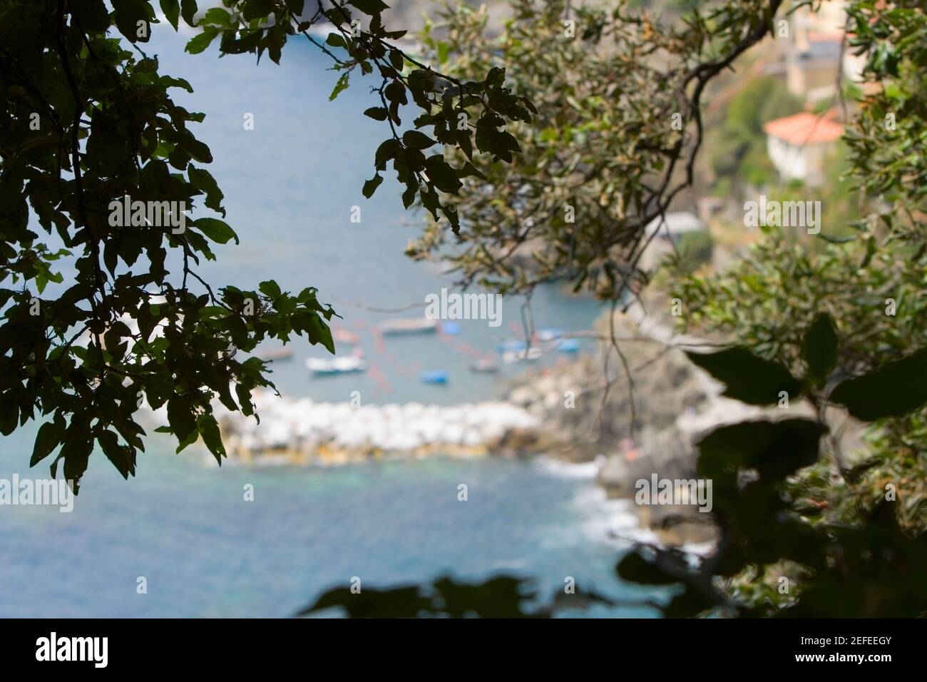 Branches of a tree overlooking sea, Italian Riviera, Mar Ligure, Genoa ...