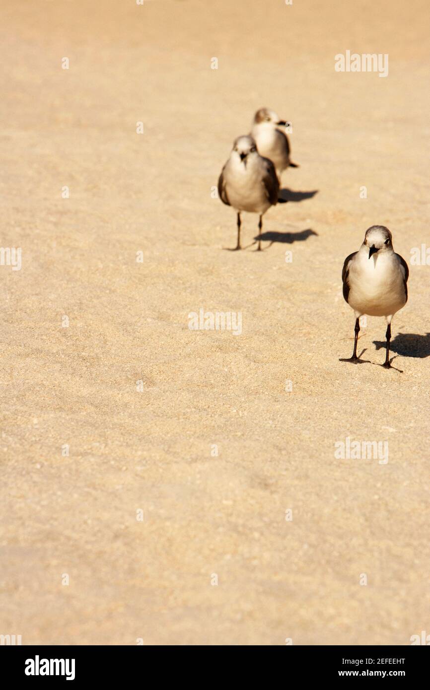 Florida birdlife hi-res stock photography and images - Alamy