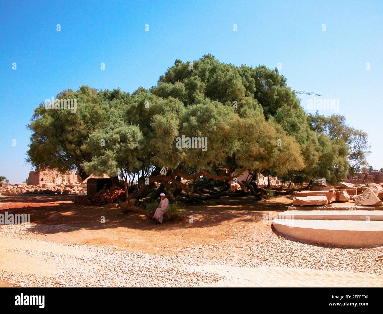 Tree temples hi-res stock photography and images - Alamy