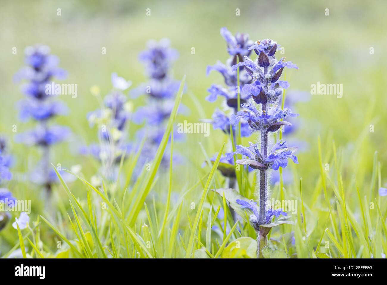 Ajuga reptans bugle medicinal plant hi-res stock photography and images ...