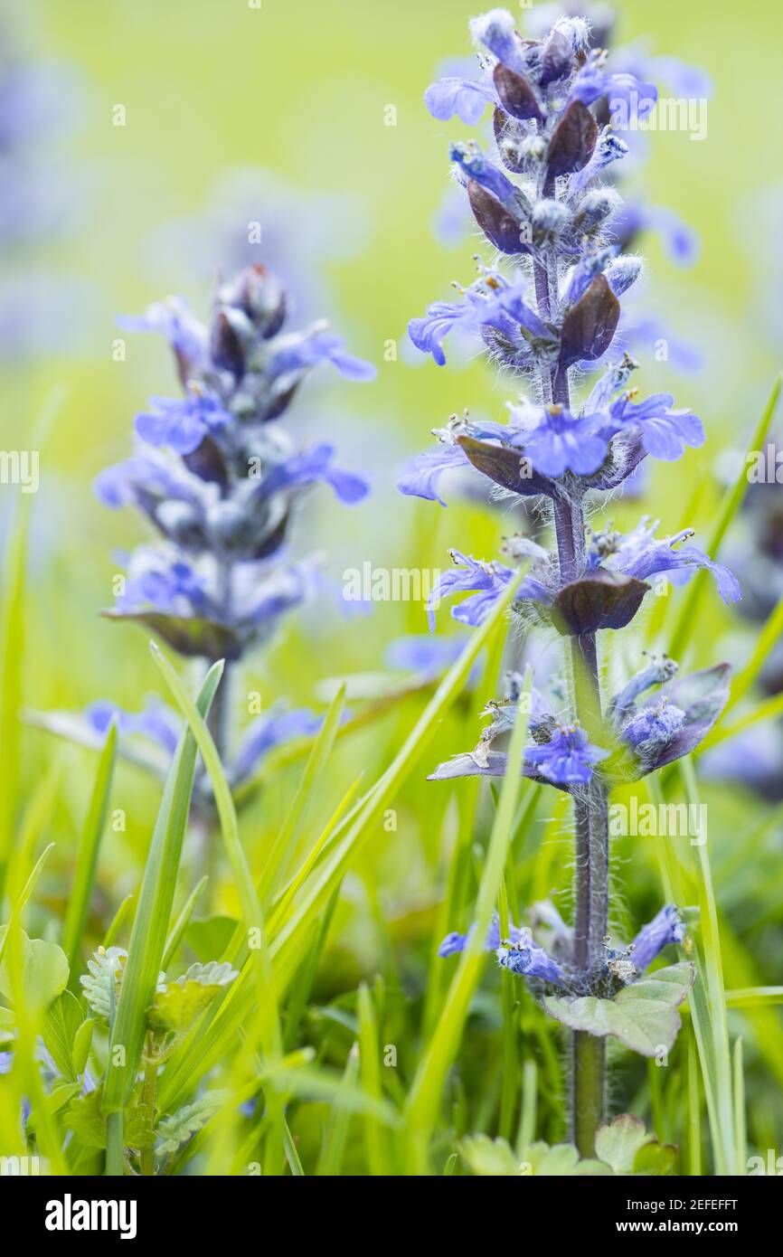 Ajuga reptans bugle medicinal plant hi-res stock photography and images ...