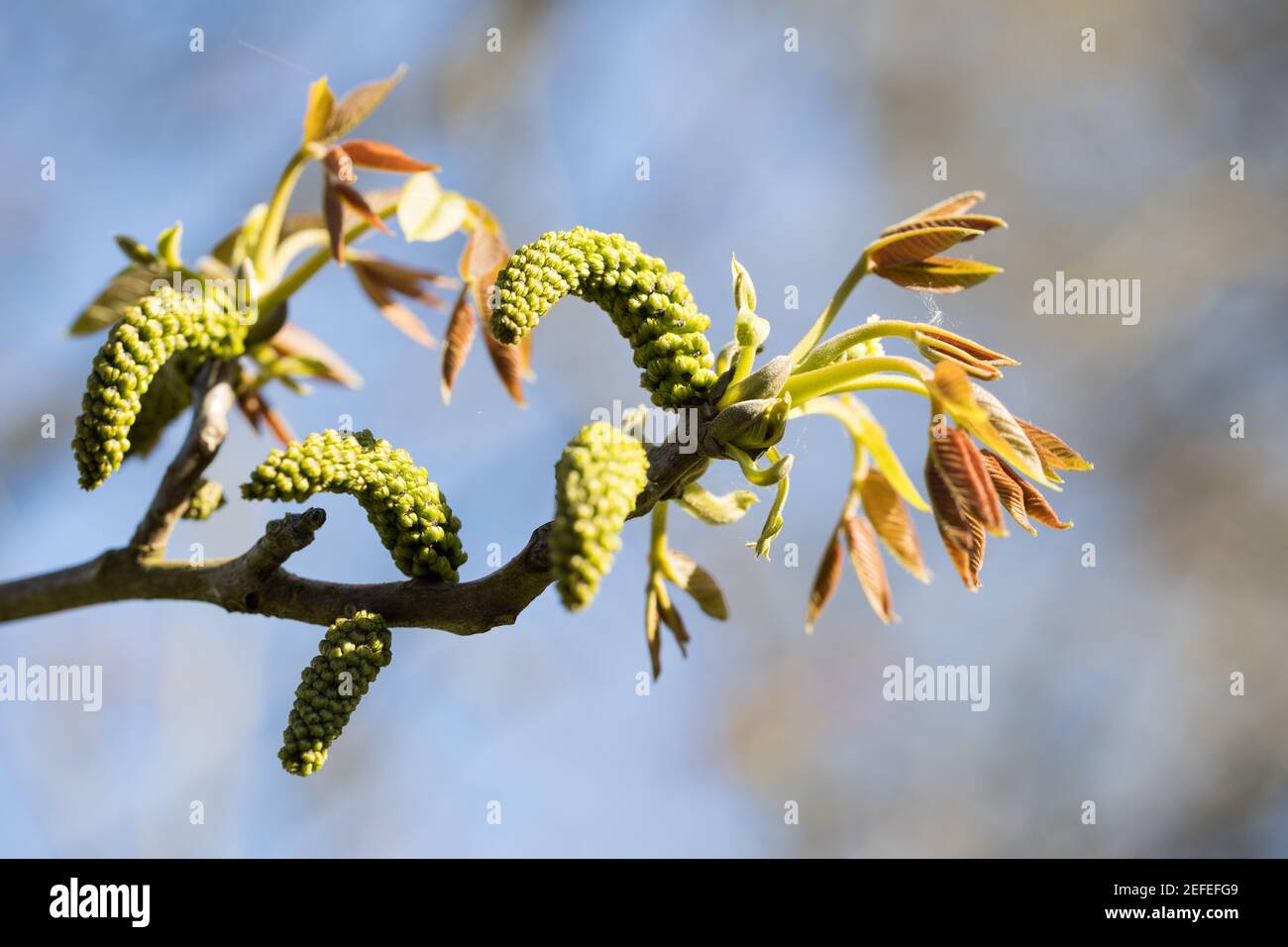 young walnut sprout outdoors Stock Photo - Alamy