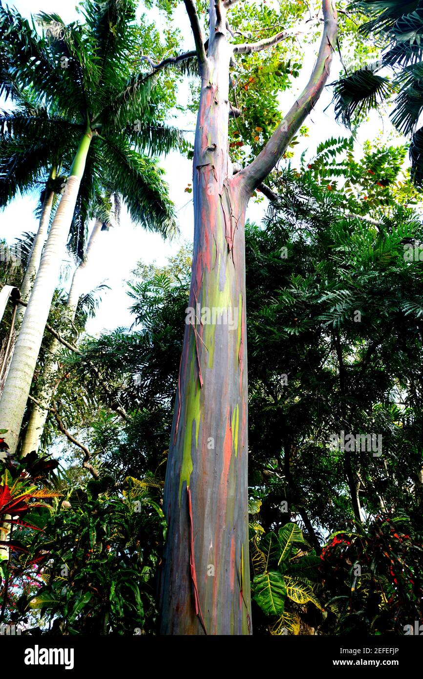 Bright and colorful trunk of Rainbow Eucalyptus tree, originally from ...