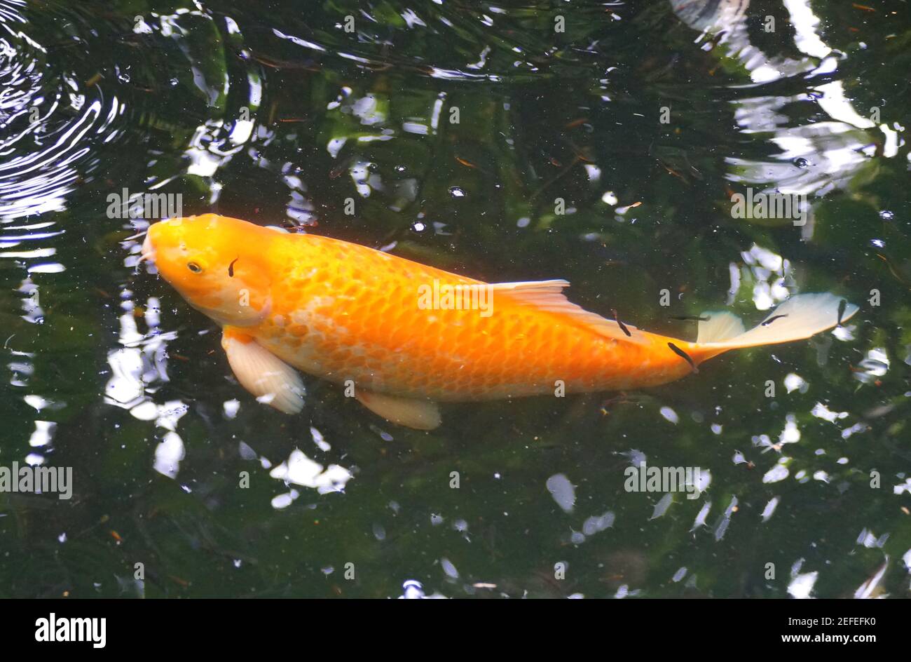 Koi tail hi-res stock photography and images - Alamy