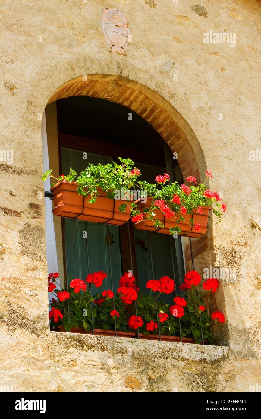 Window boxes on the window of a house, Siena Province, Tuscany, Italy ...
