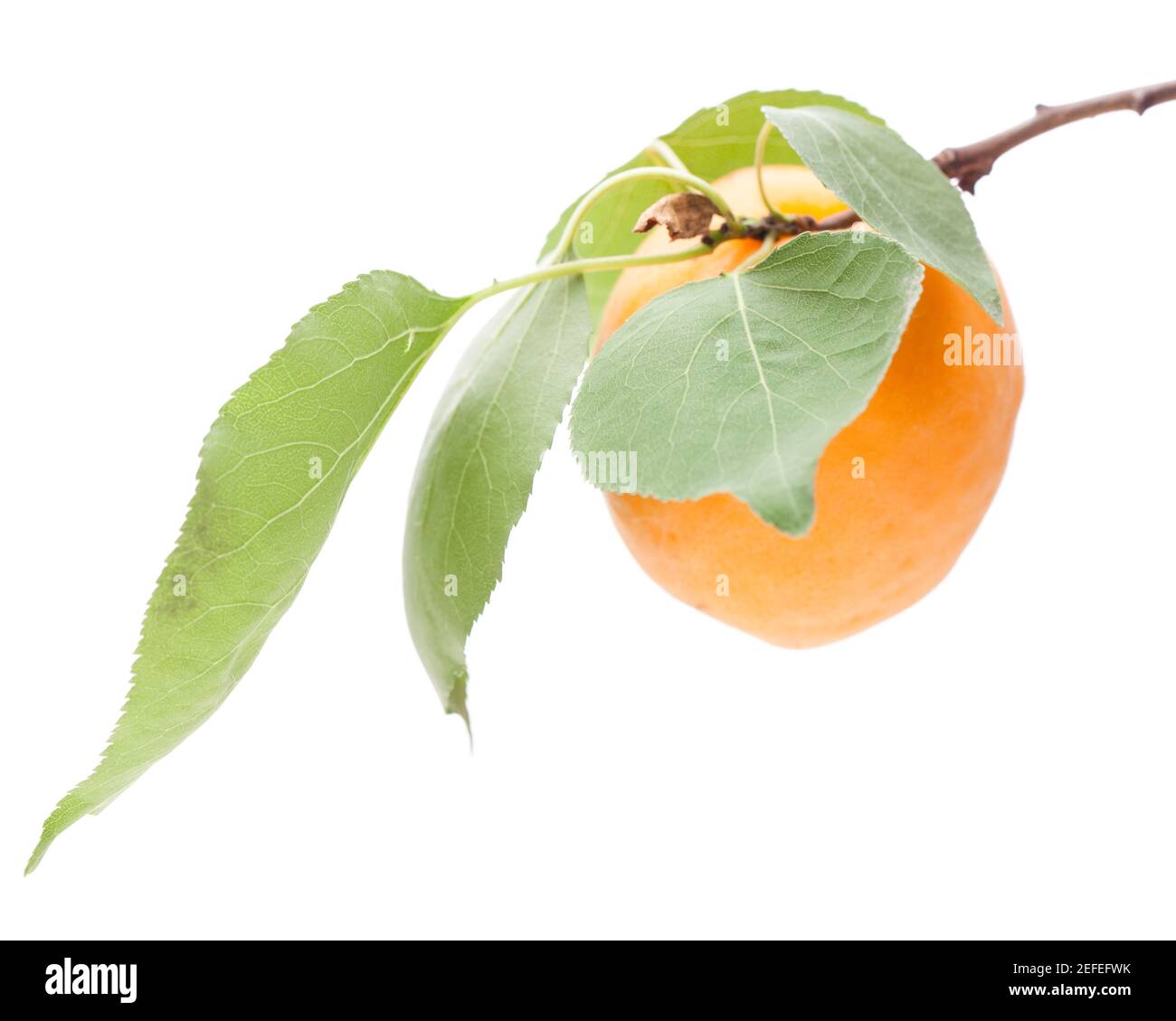 An apricot hanging on branch isolated on white background Stock Photo ...