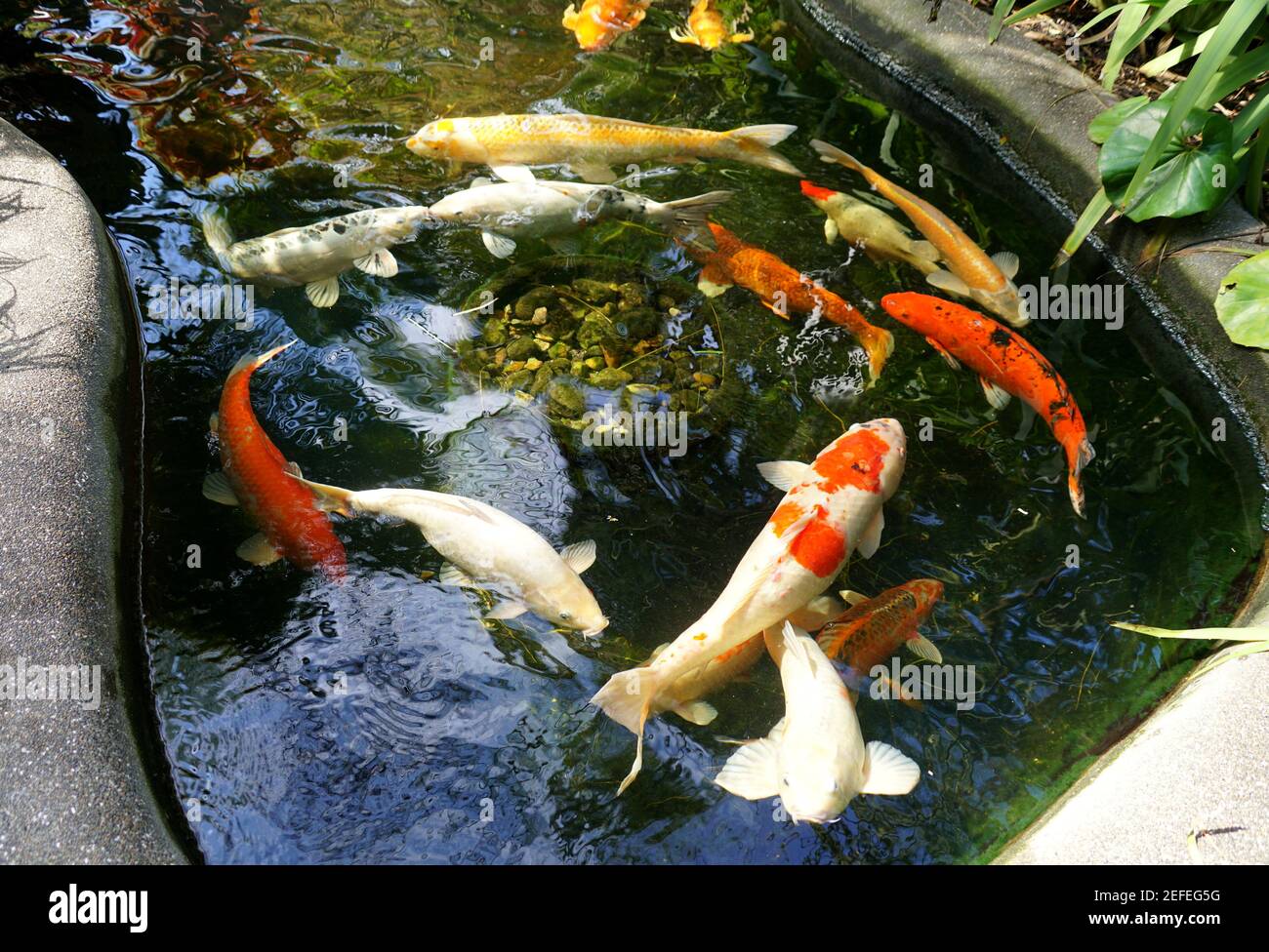 A mixed of variety color of koi fish inside a pond Stock Photo - Alamy