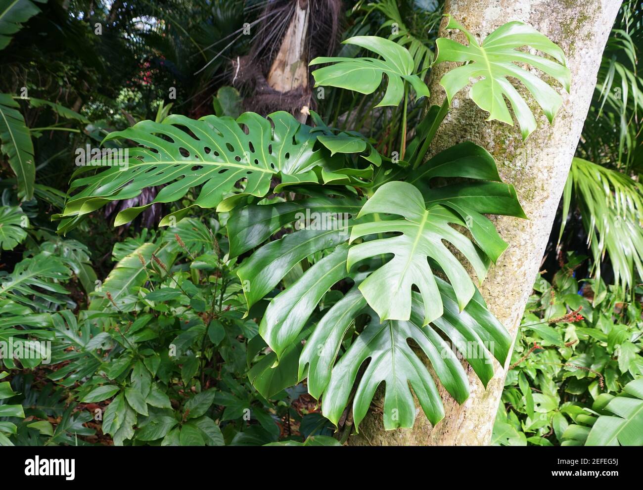 A green tropical plant of Monstera Deliciosa climbing on a tree trunk ...