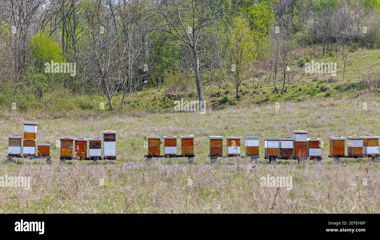 Many Honey Bee Hives in Grass Field Stock Photo - Alamy