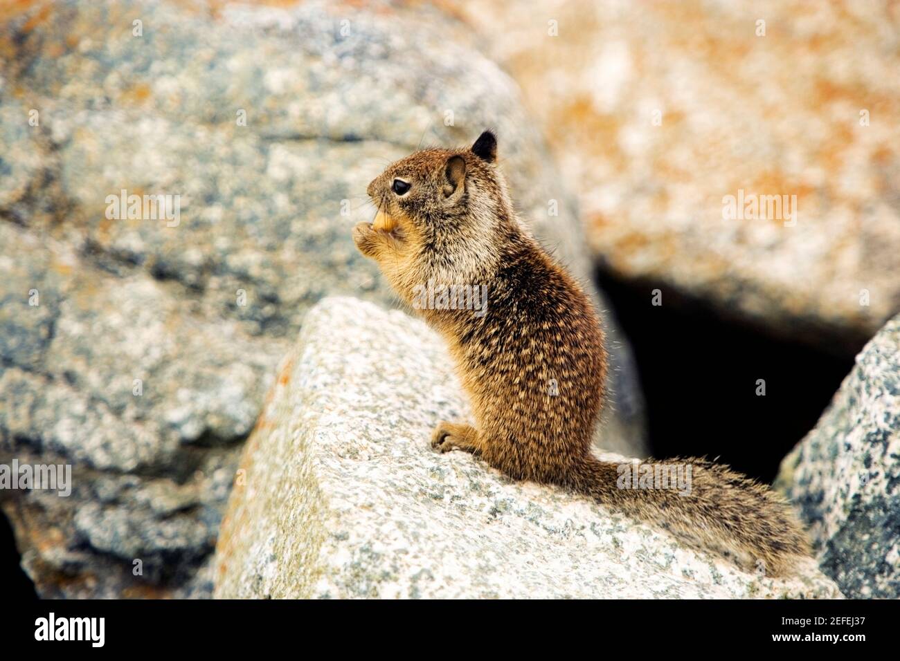 Side profile of a squirrel, California, USA Stock Photo - Alamy