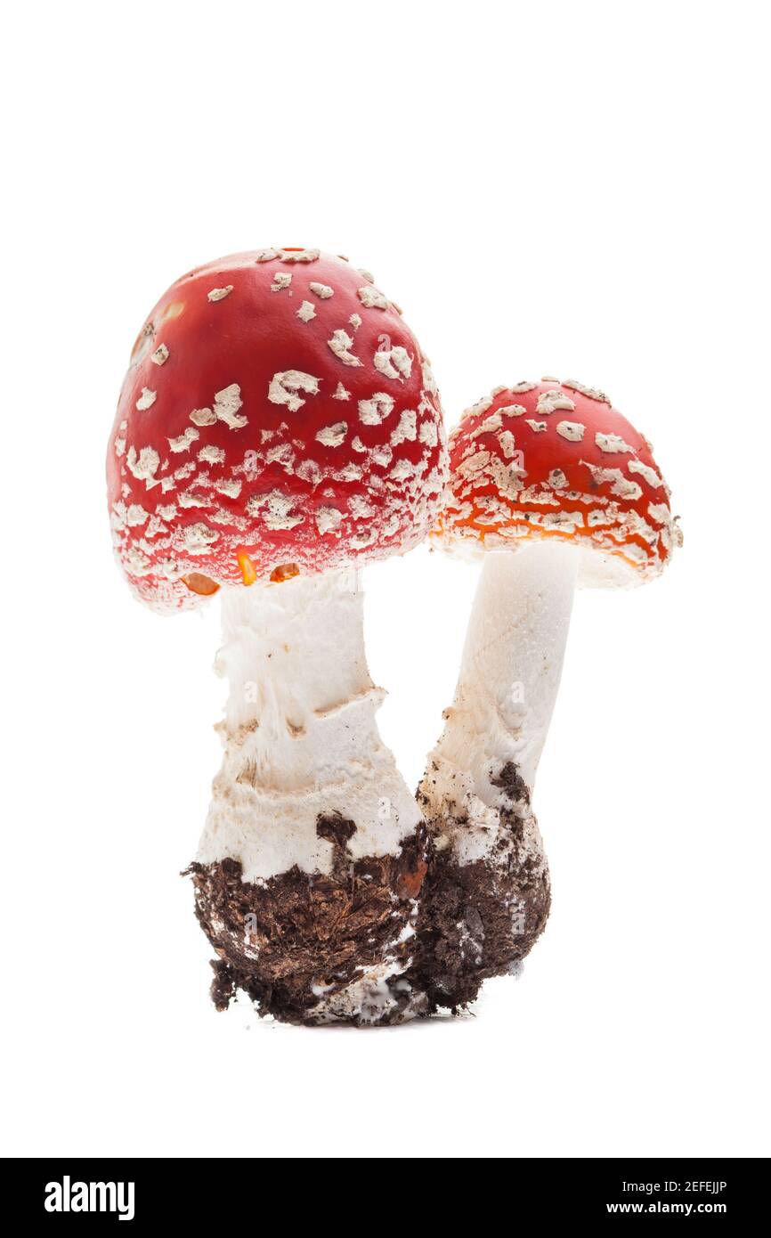 Young toadstool amanita muscaria Cut Out Stock Images & Pictures - Alamy