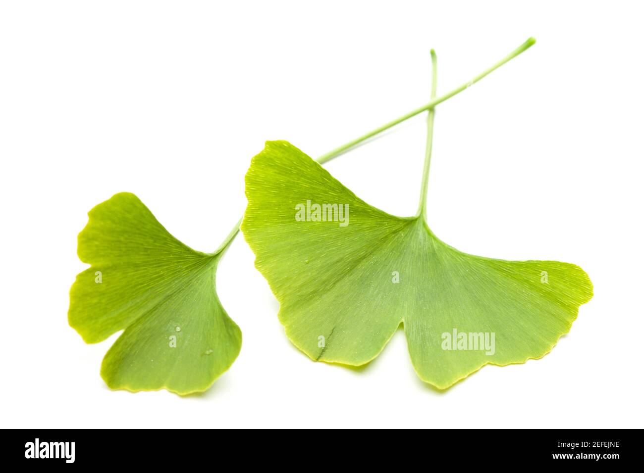 Ginkgo (Ginkgo biloba) two sheets superimposed on white background ...