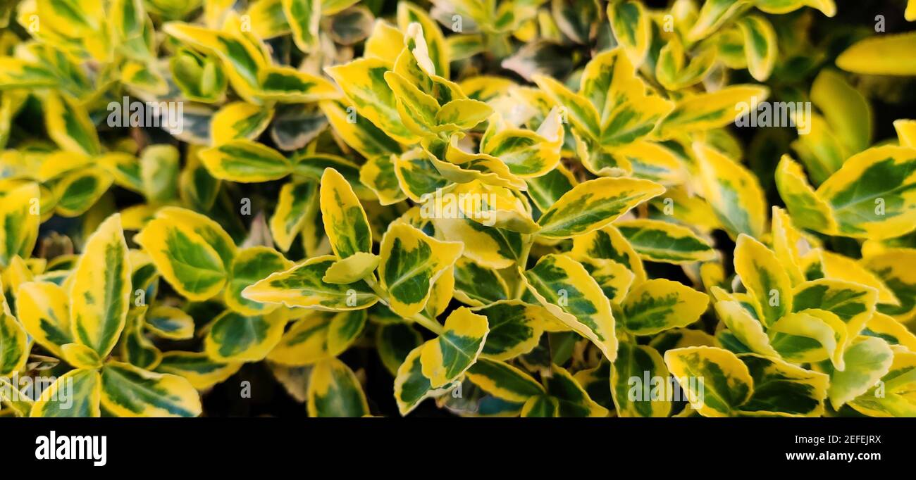 Yellow green emerald gold euonymus fortunei hi-res stock photography ...