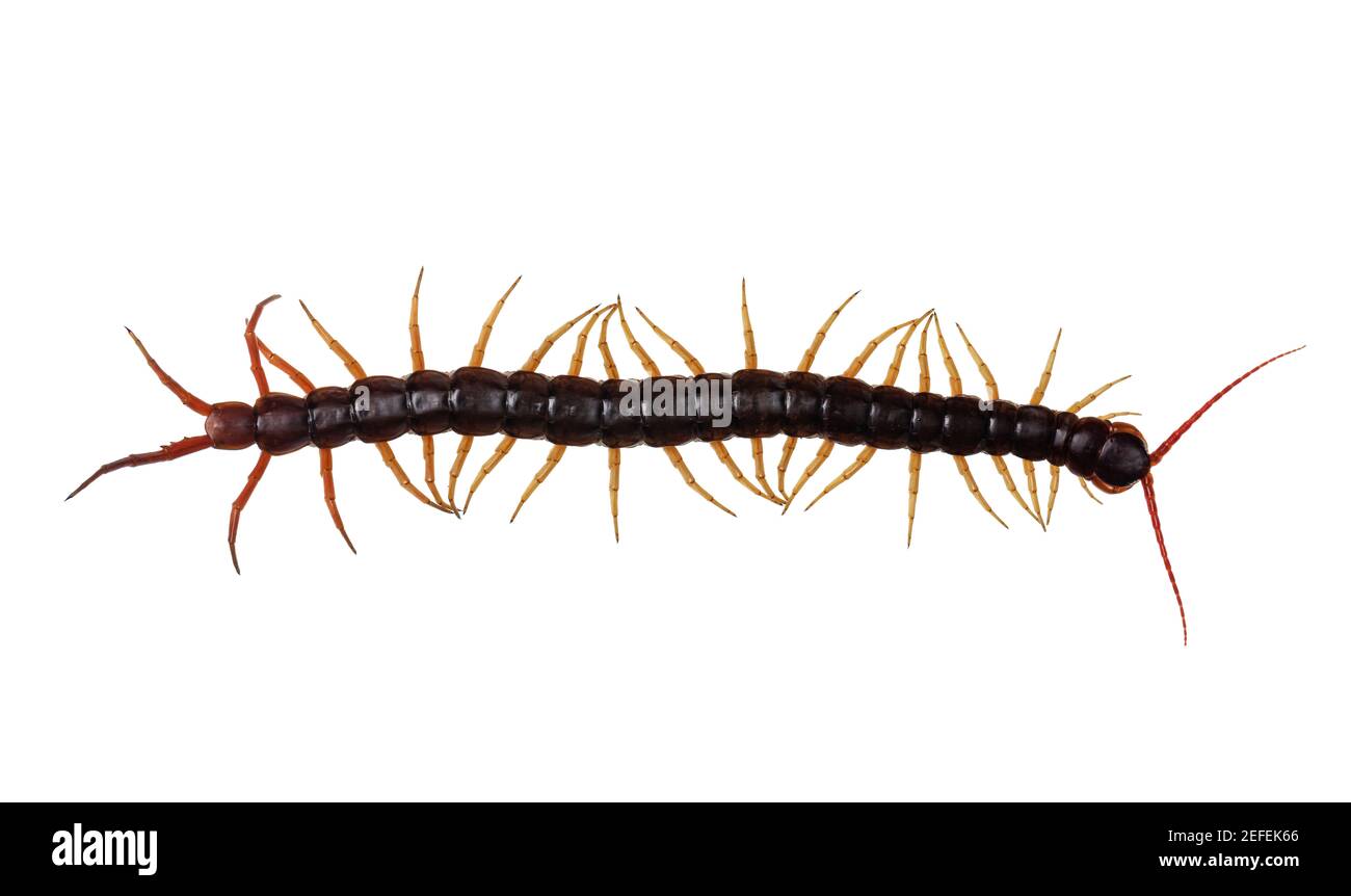 Adult Chinese red-headed centipede aka Scolopendra subspinipes mutilans ...