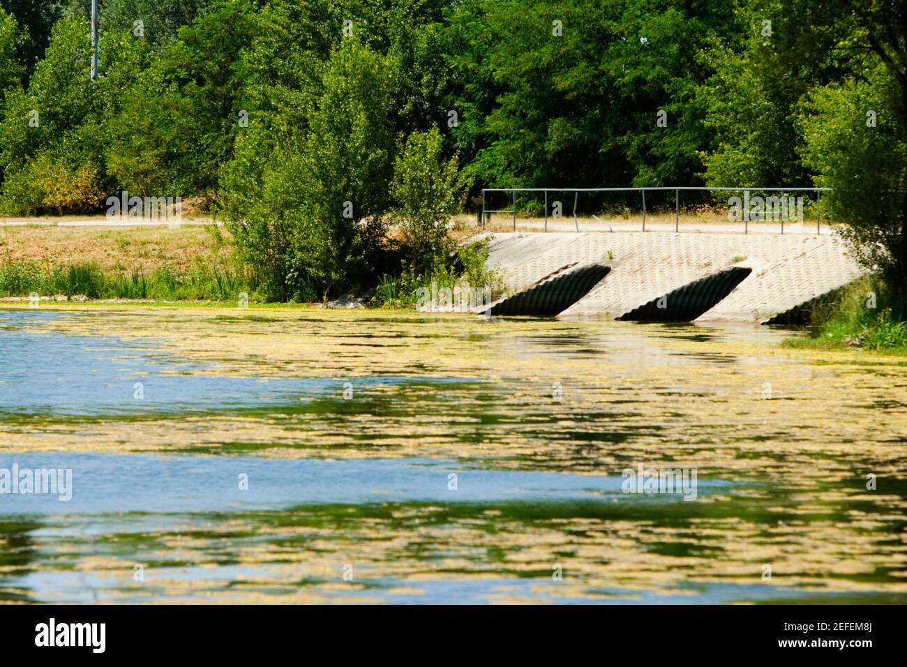 Duckweed floating on water, Bordeaux Lake, Bordeaux, Aquitaine, France ...