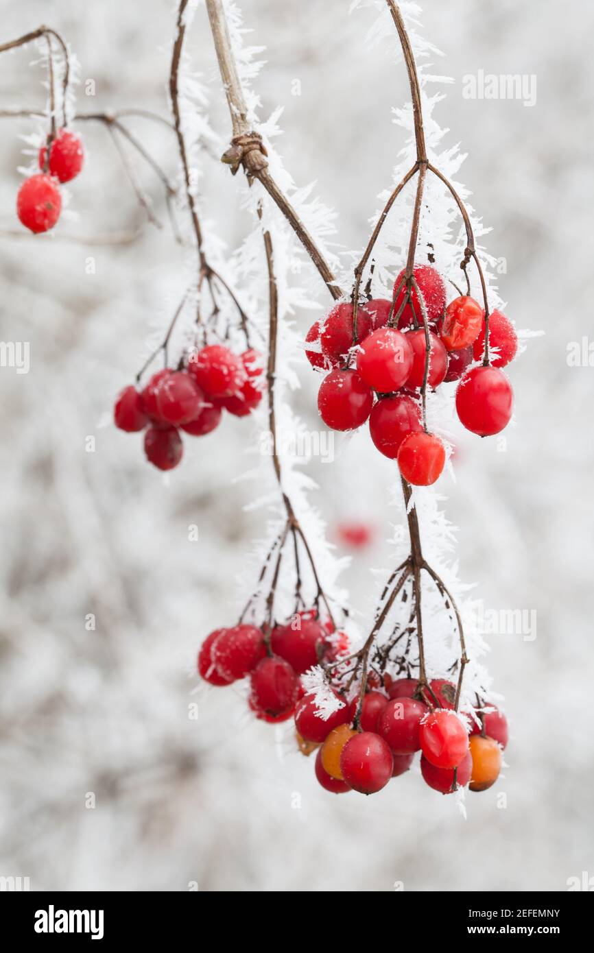 Frozen berries macro hi-res stock photography and images - Alamy