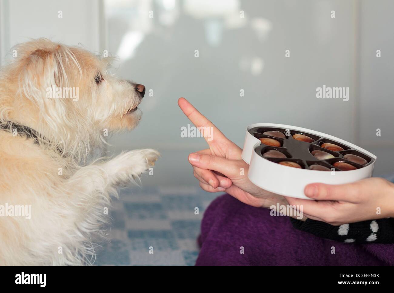 Dog giving paw asking for valentines chocolate Stock Photo - Alamy