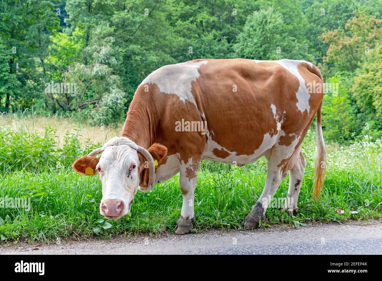 Big cow hi-res stock photography and images - Alamy