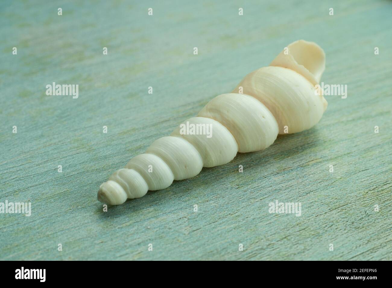 close-up of the empty shell of a common tower snail on a blue table ...