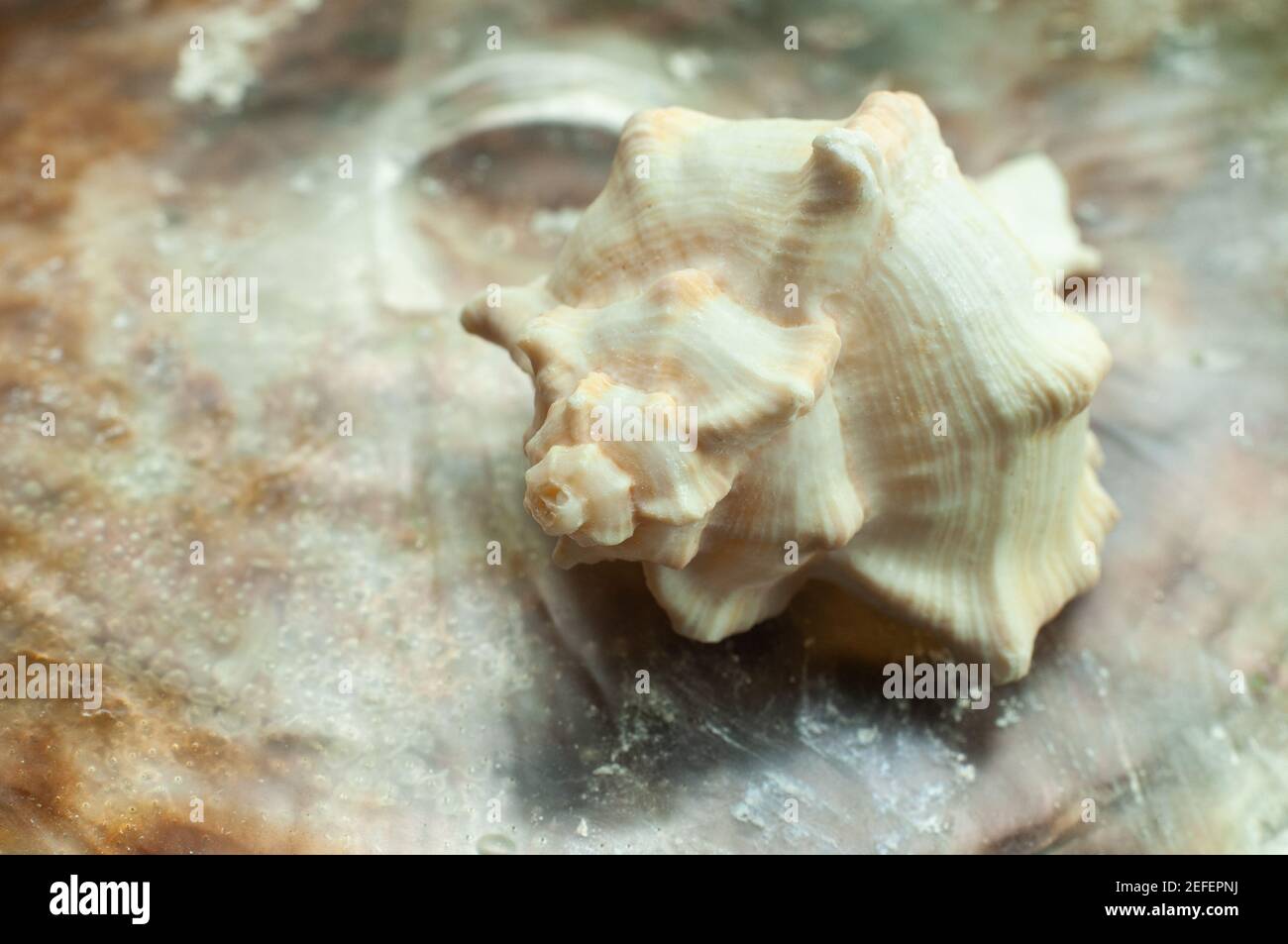 Pearl disc hi-res stock photography and images - Alamy