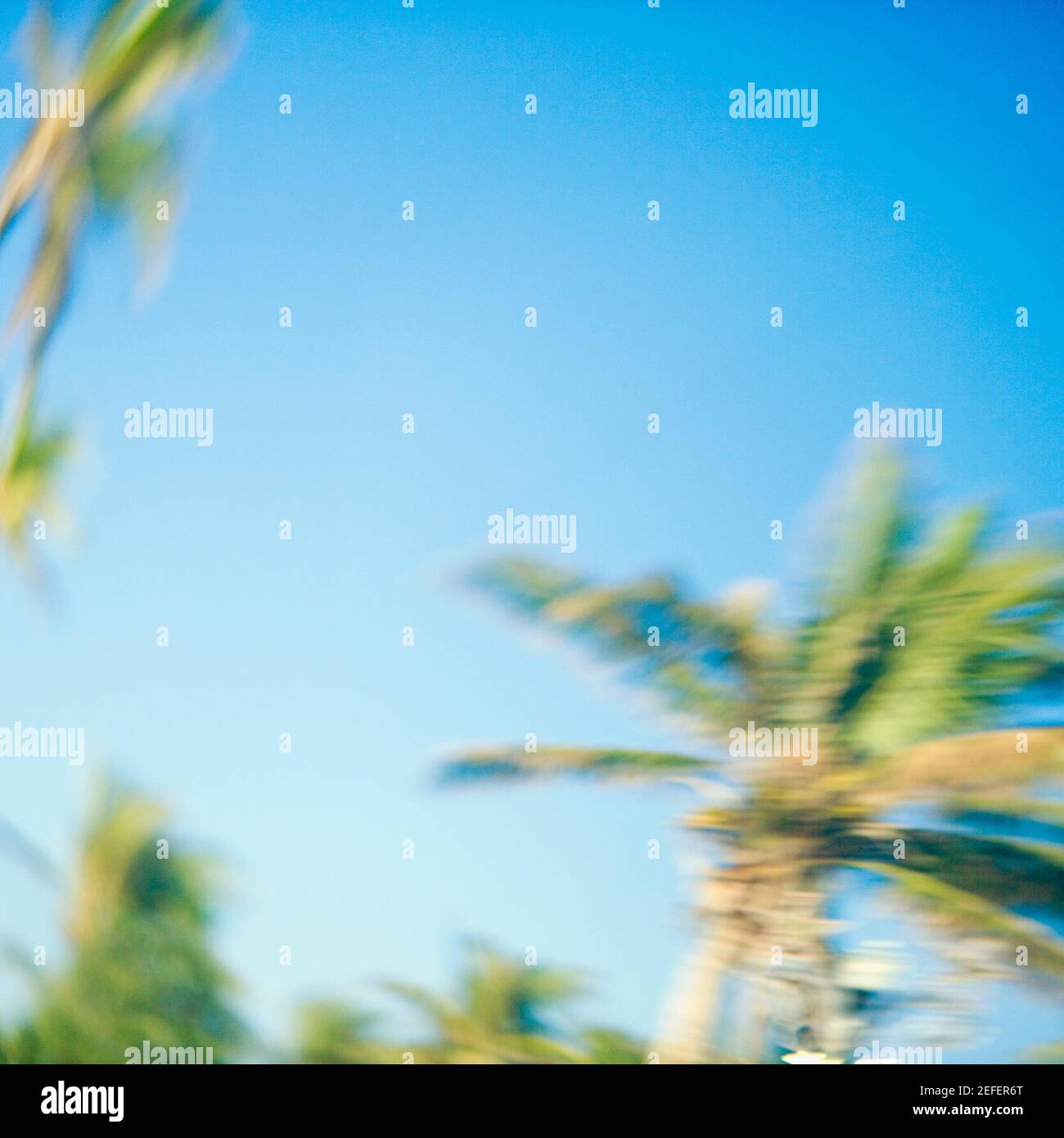 Moving palm trees hi-res stock photography and images - Alamy