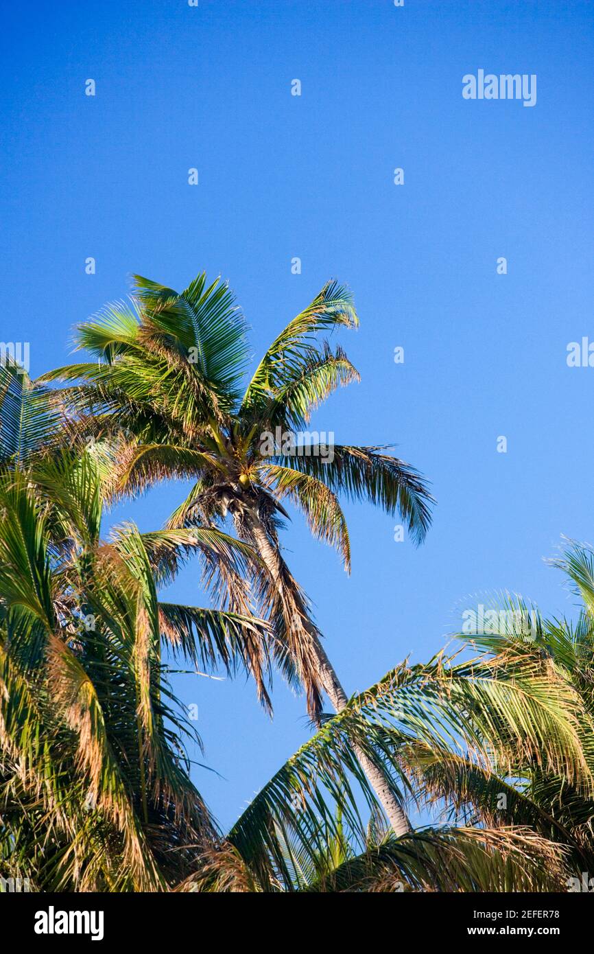 Palm tree tilt hi-res stock photography and images - Alamy