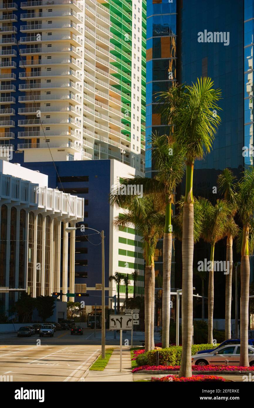 Palm trees in front of buildings, Miami, Florida, USA Stock Photo - Alamy