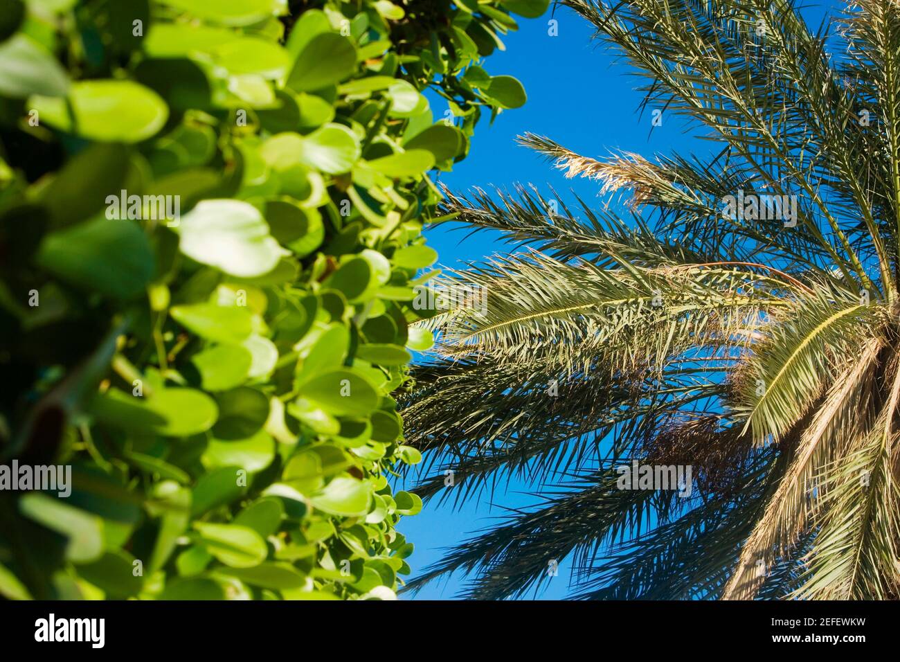 Palm tree tilt angle hi-res stock photography and images - Alamy