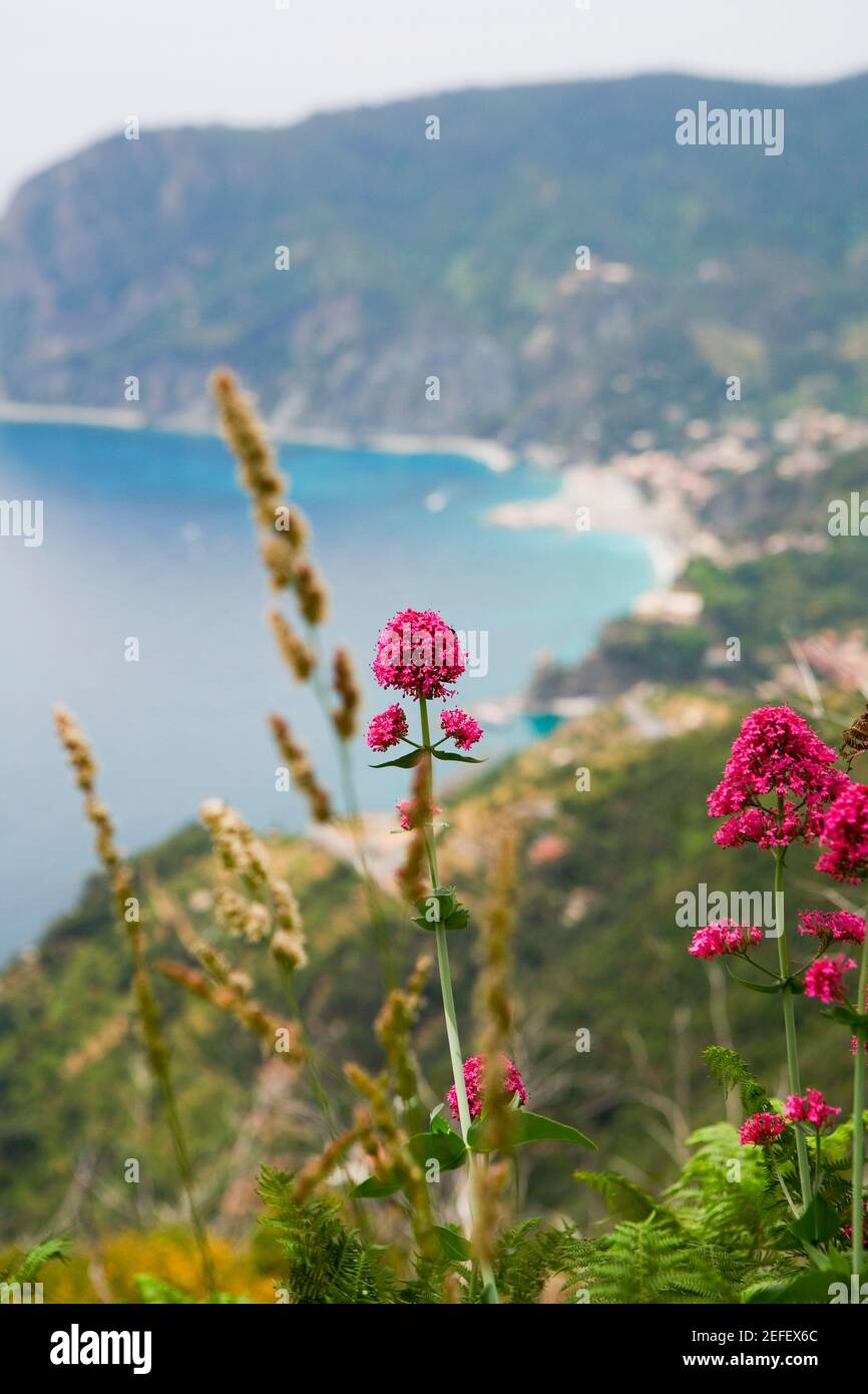 Flowers at the seaside, Italian Riviera, Cinque Terre National Park ...