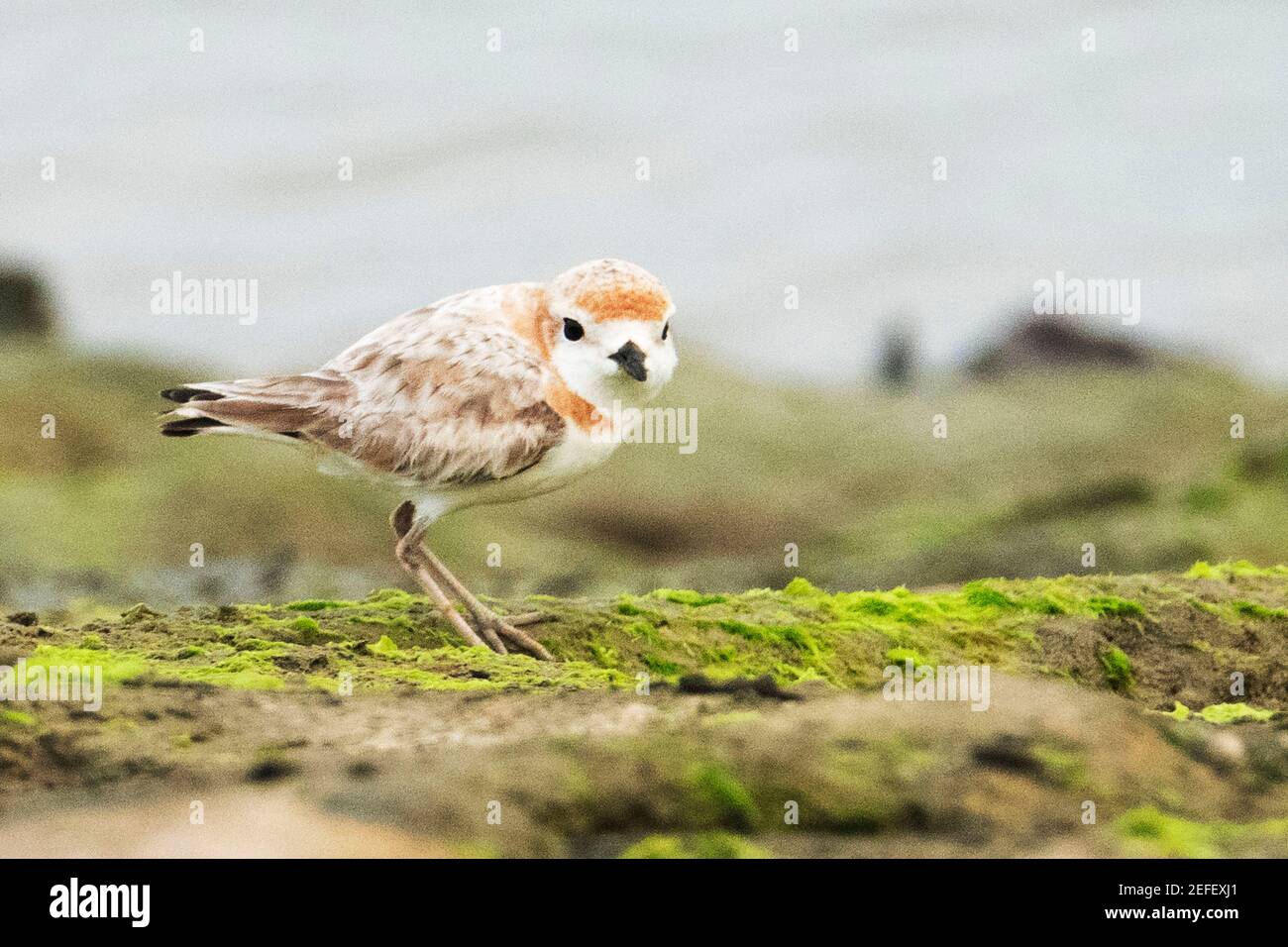 Singapore. 16th Feb, 2021. Photo shows a Malaysian plover in Singapore ...