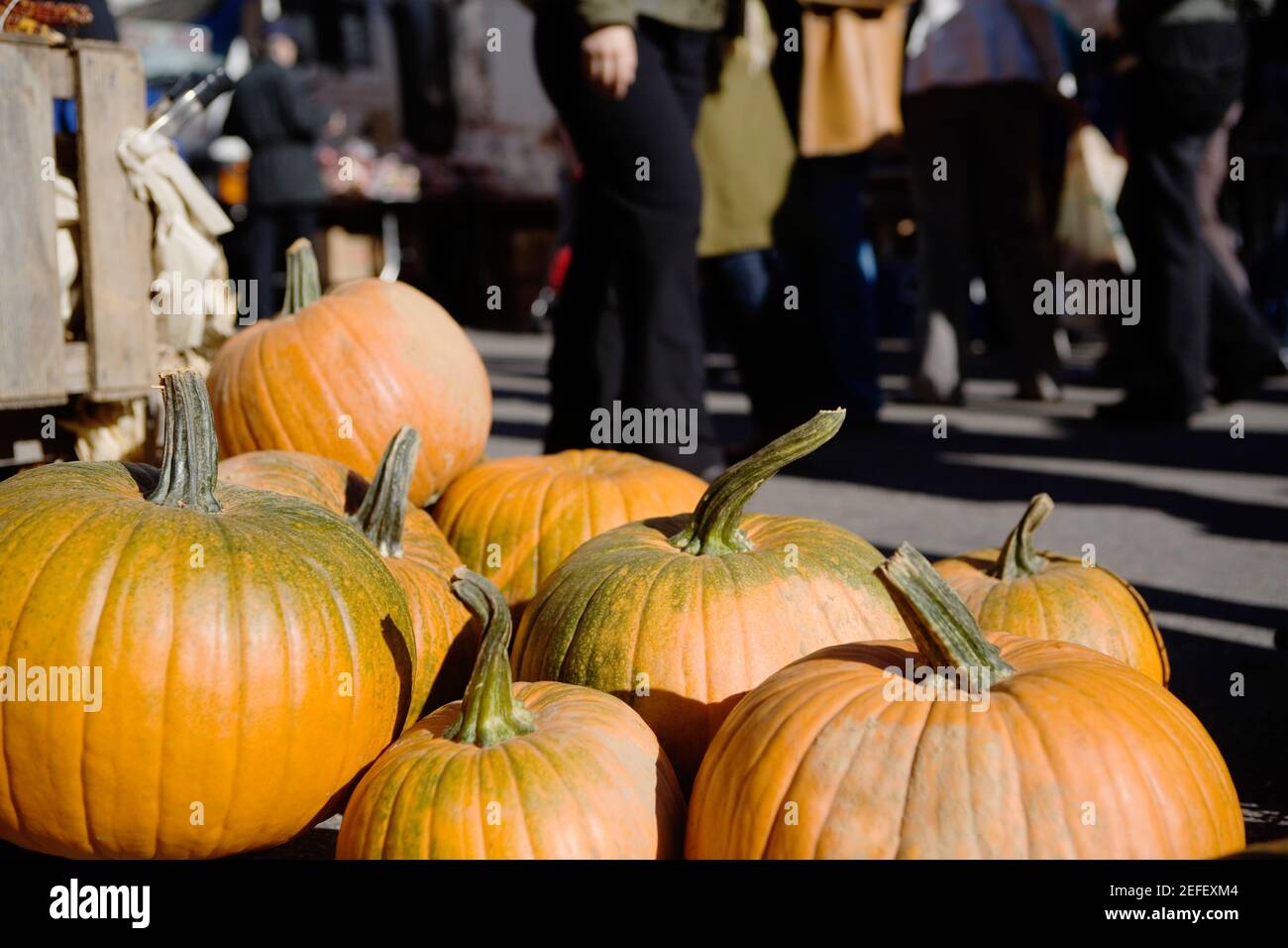 Close-up of pumpkins Stock Photo - Alamy