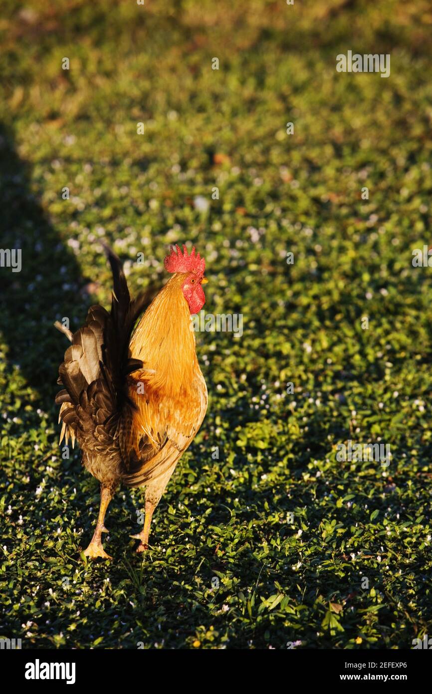 Cockerel on a farm hi-res stock photography and images - Alamy