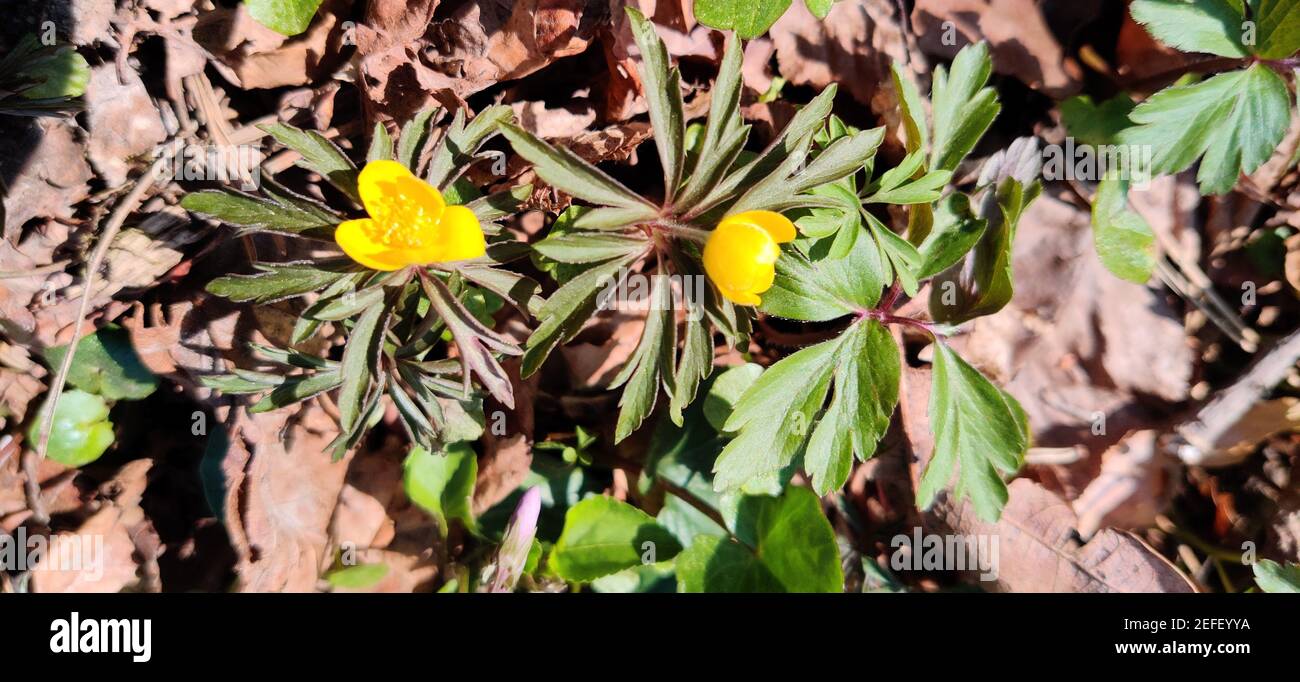 Top view of the yellow anemone (Anemone ranunculoides) in the garden ...
