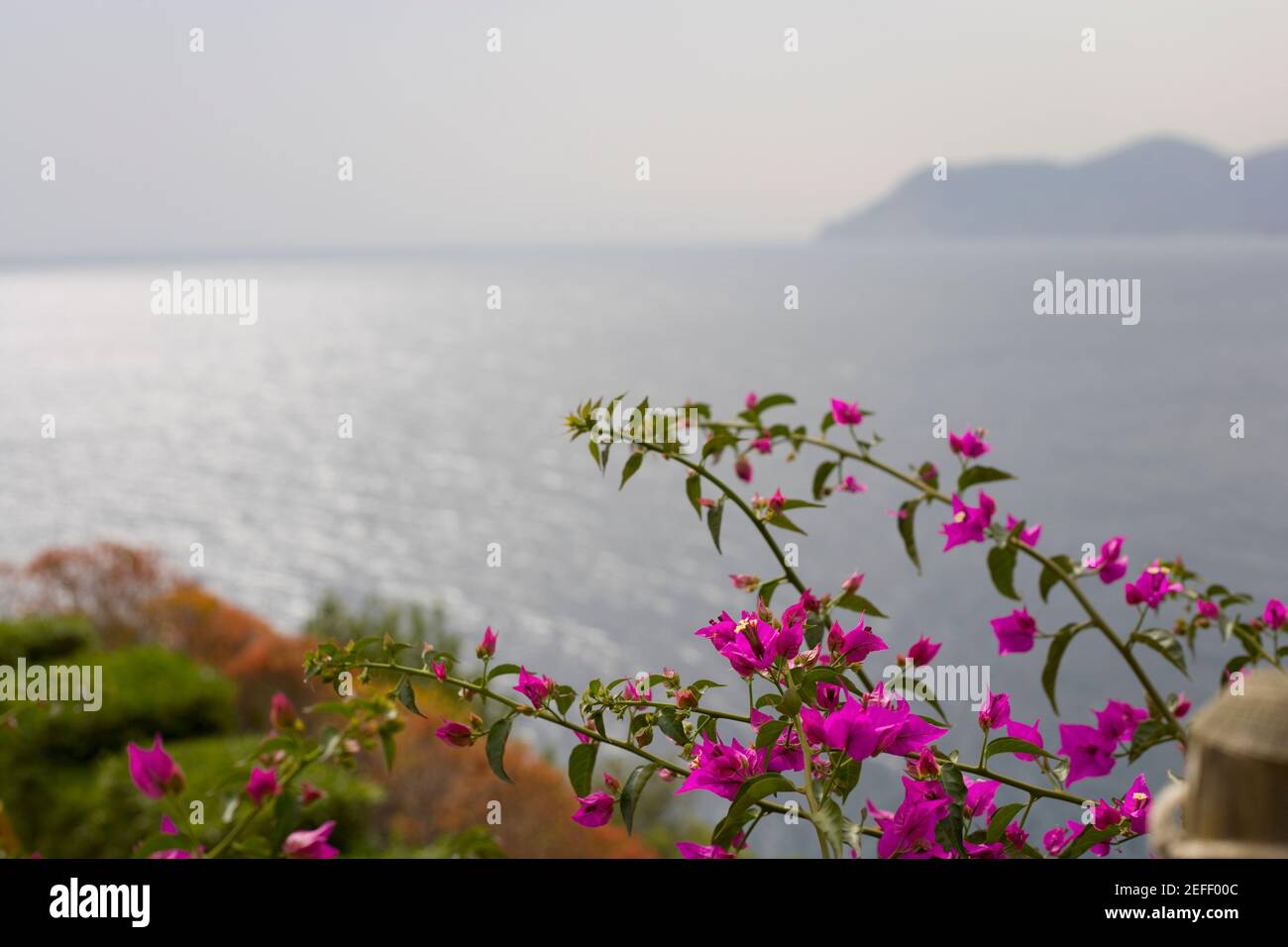 Flowers at the seaside, Italian Riviera, Cinque Terre National Park ...