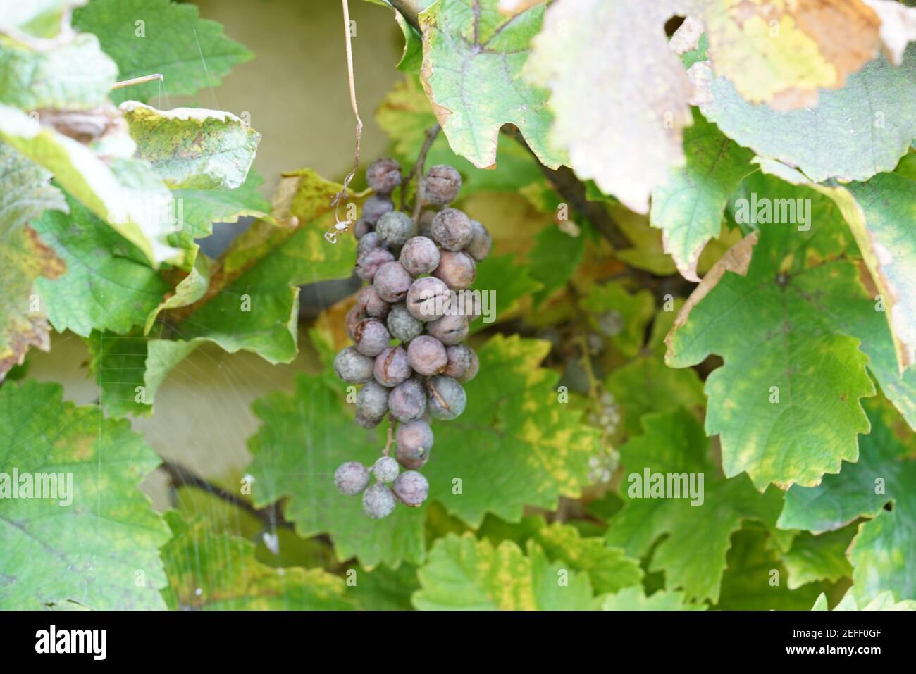 Closeup of grapes rotting on vines in a garden under the sunlight with ...