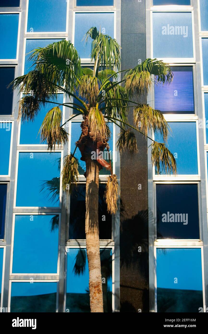 Palm tree in front of a building hi-res stock photography and images ...