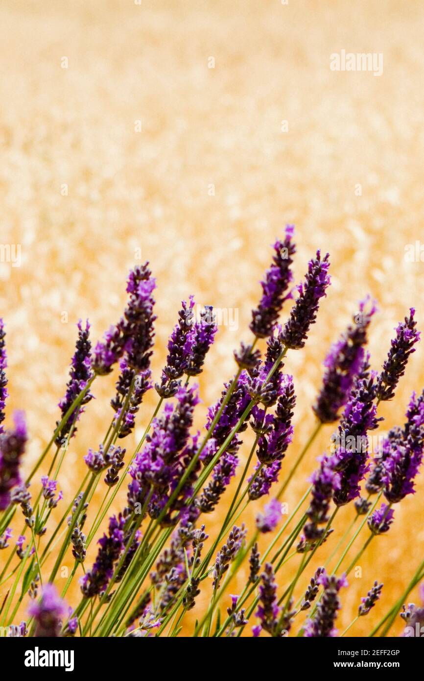 Lavender field tuscany hi-res stock photography and images - Alamy