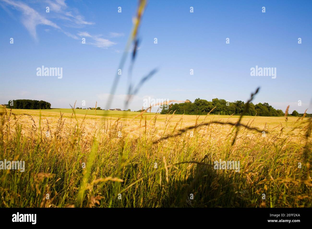 Crop in a field, Loire Valley, France Stock Photo - Alamy