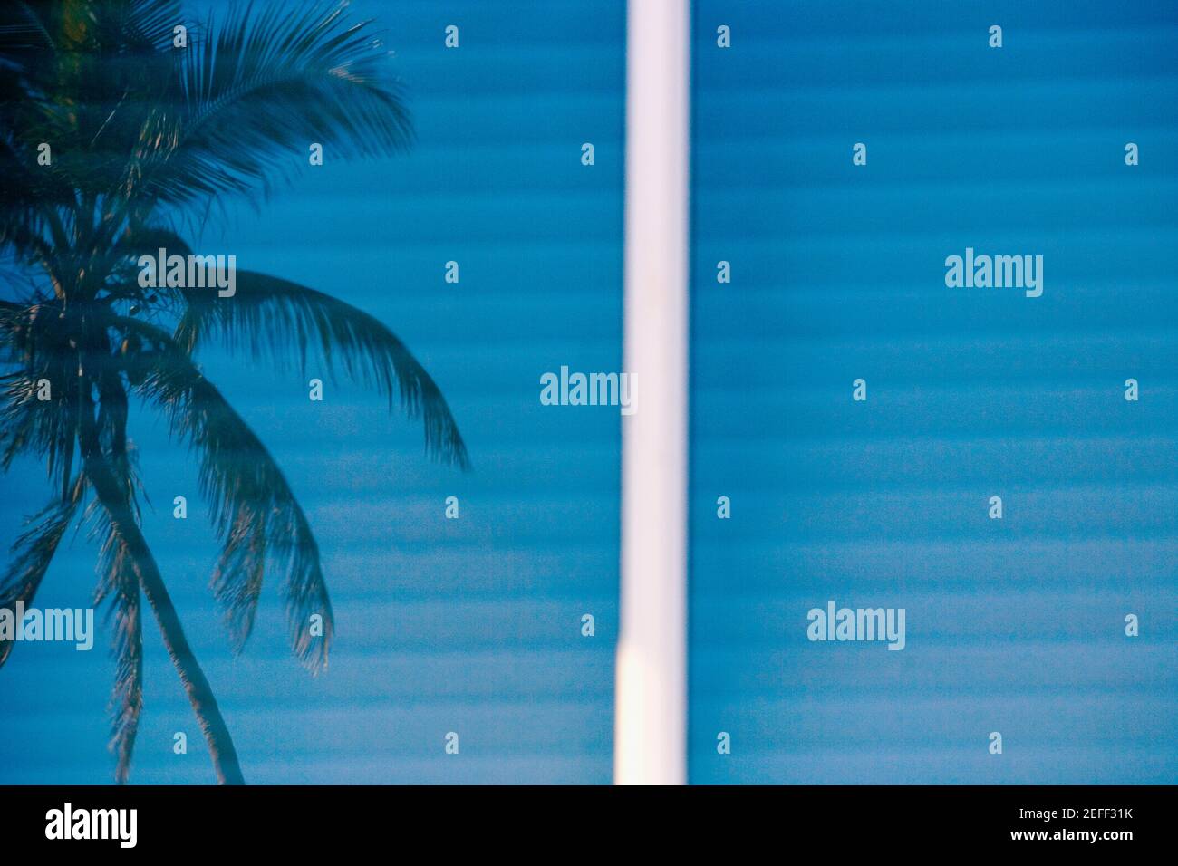 Reflection of a palm tree in the window Stock Photo - Alamy