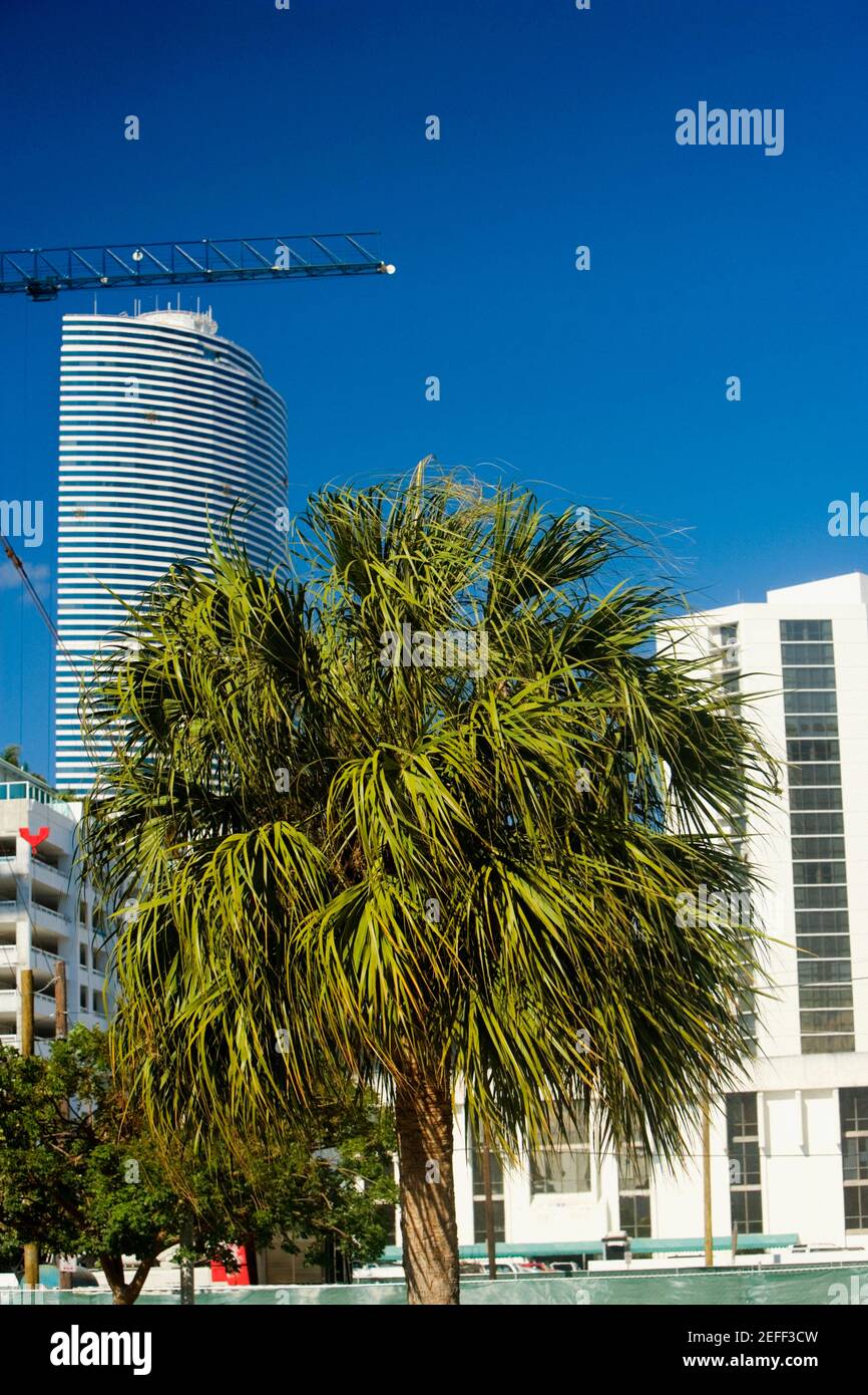 Tree in front of a skyscraper, Miami, Florida, USA Stock Photo - Alamy