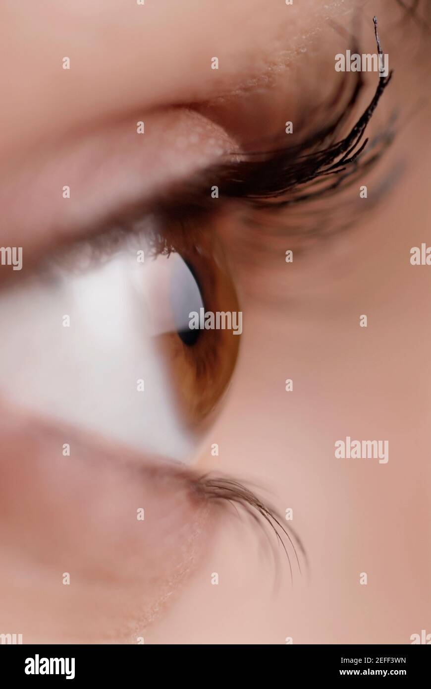 Living eyeball hi-res stock photography and images - Alamy