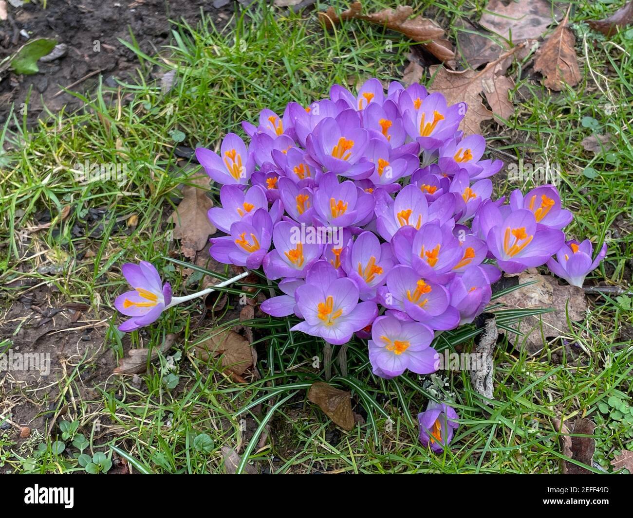 Winter Flowering Purple Crocus Flowers Growing on a Lawn in a Country ...