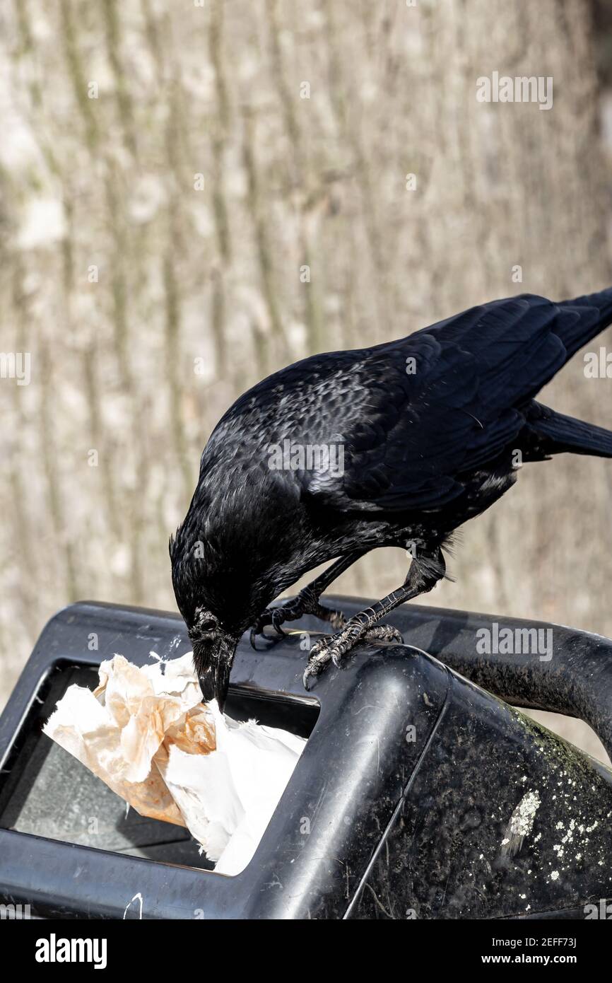 Bird eating garbage hi-res stock photography and images - Alamy