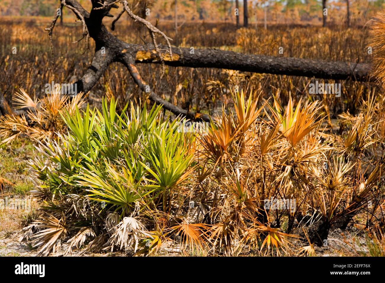 Fallen environment hi-res stock photography and images - Alamy